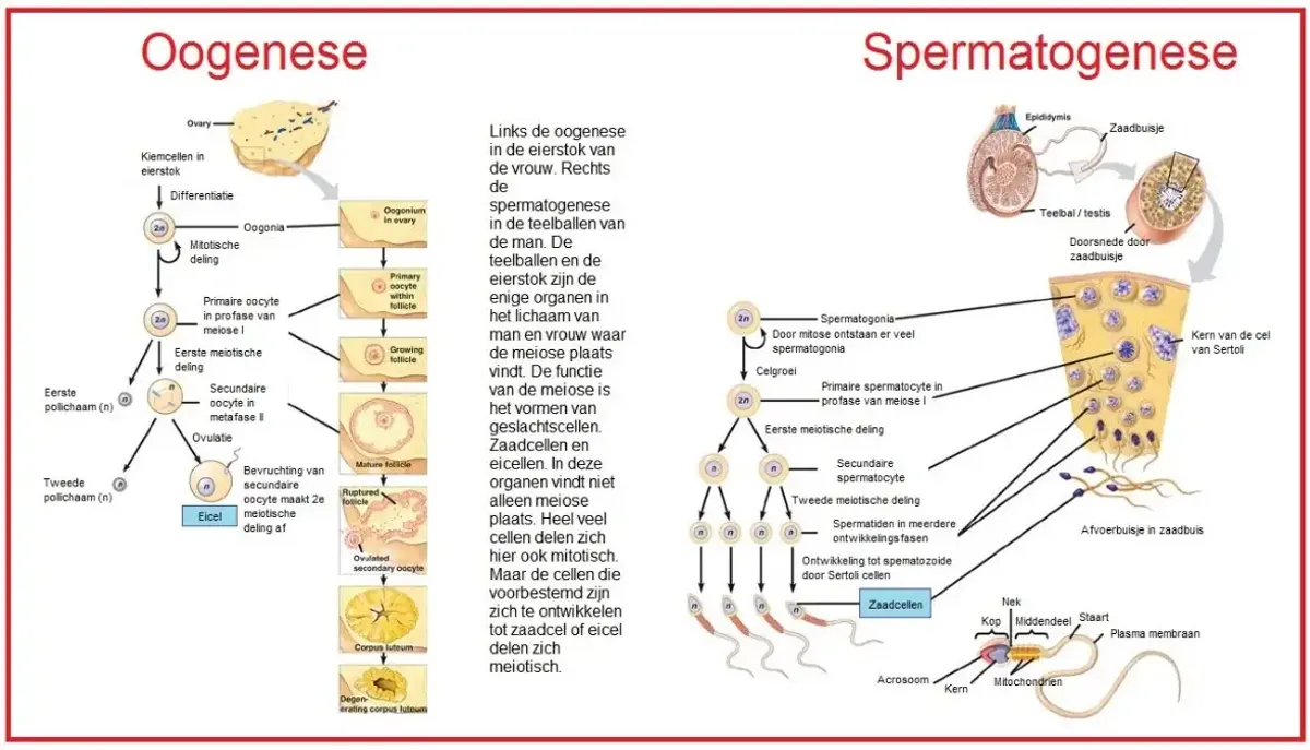 OWG 1.1 Spermatogenese en Oögenese: Proces en Kenmerken - Studeersnel