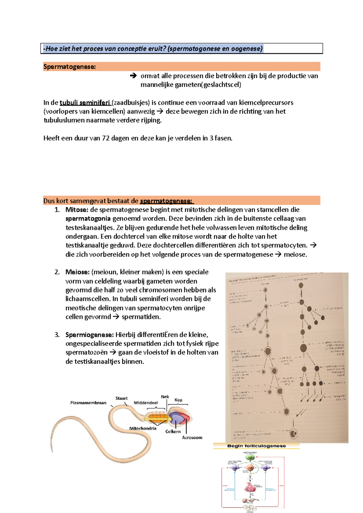 OWG 1.1 Spermatogenese en Oögenese: Proces en Kenmerken - Studeersnel