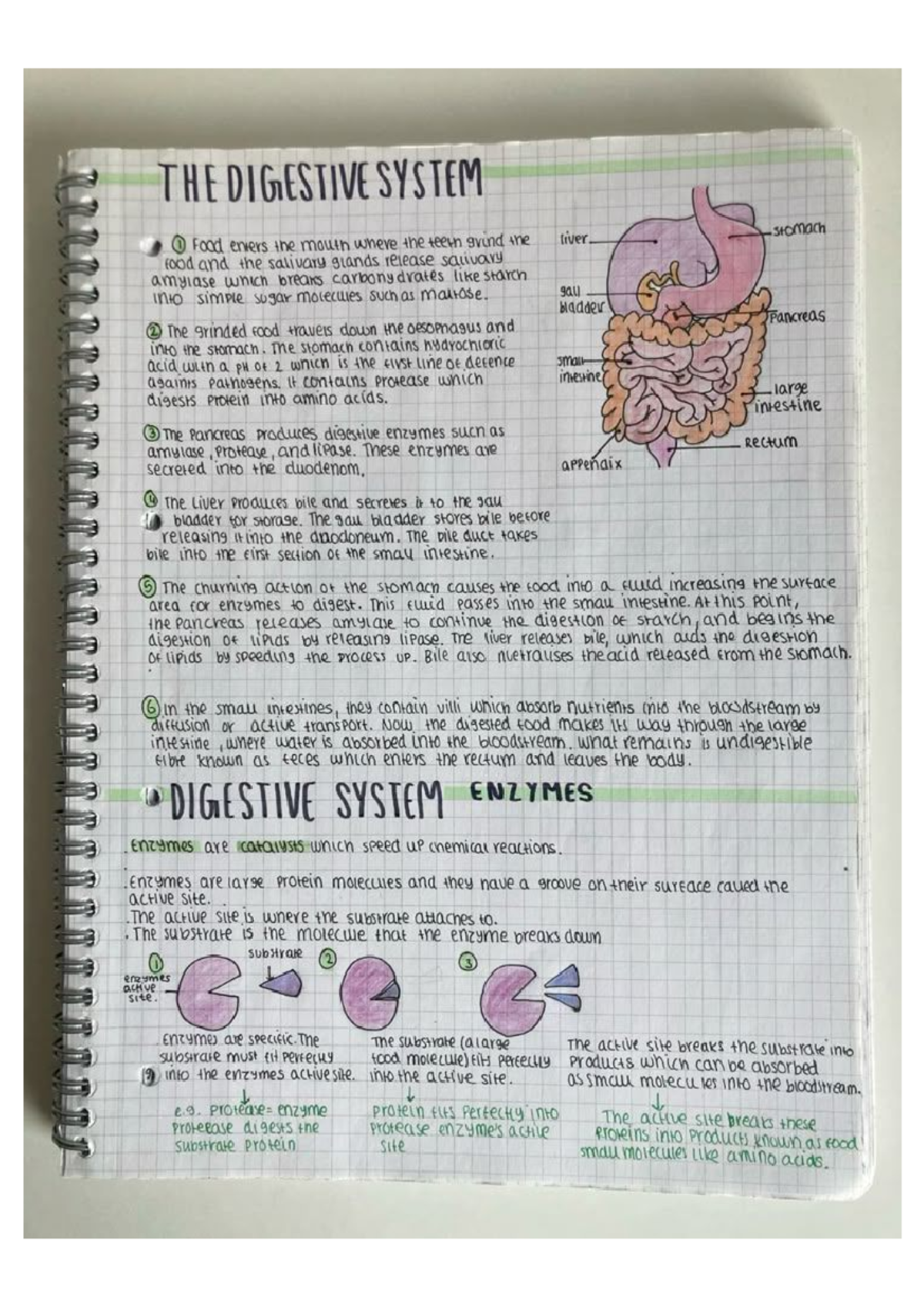 GCSE Biology Notes: The Digestive System Overview - Studocu