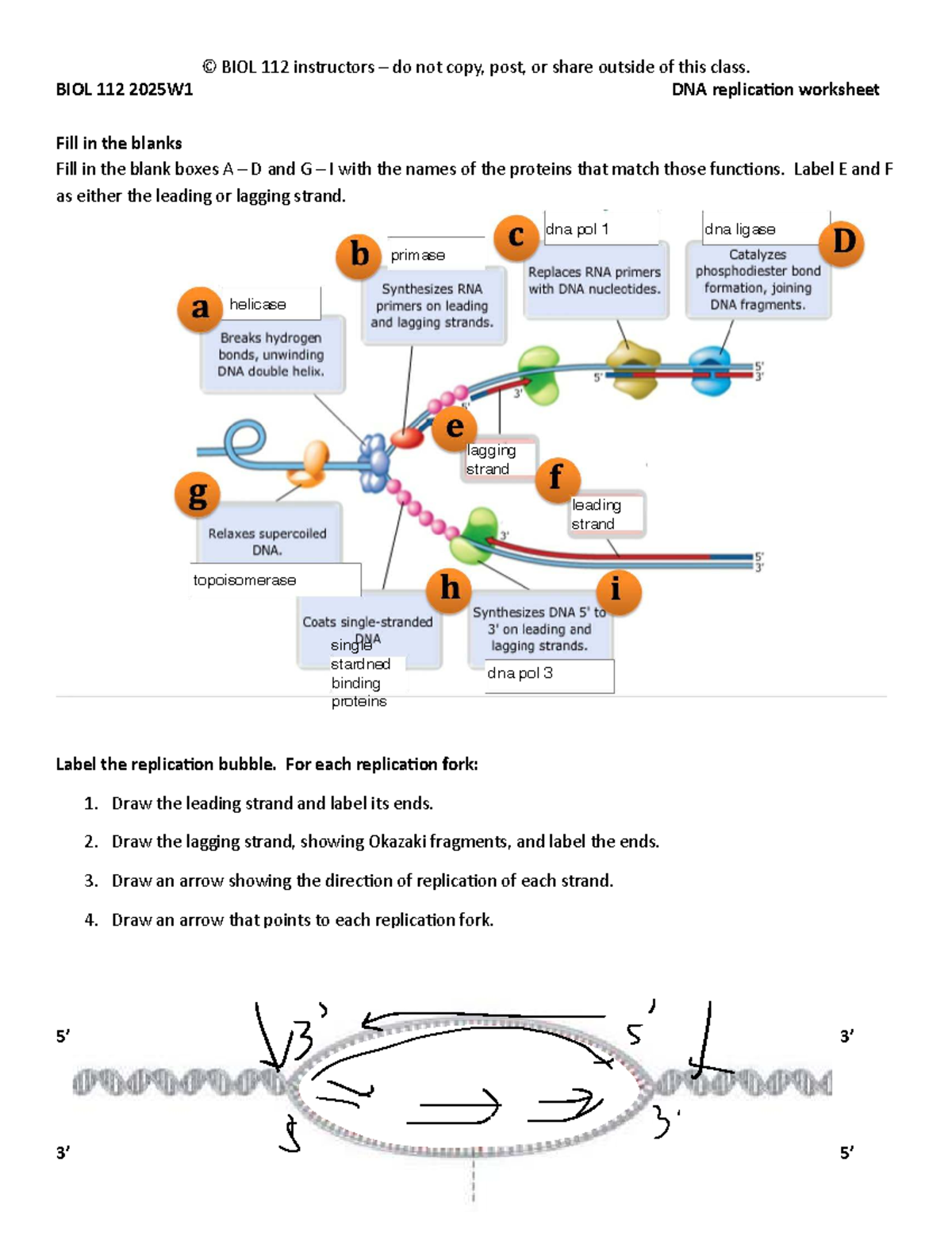 BIOL 112 DNA Replication Worksheet - Fill in the Blanks - Studocu