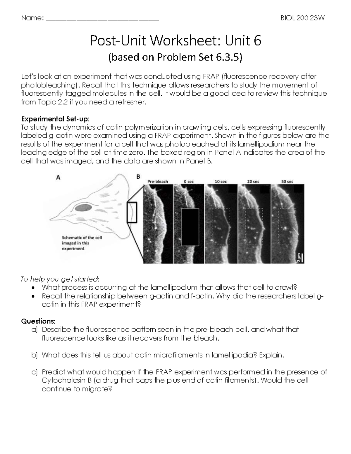 BIOL 200 23W Worksheet: FRAP Experiment on Actin Dynamics - Studocu
