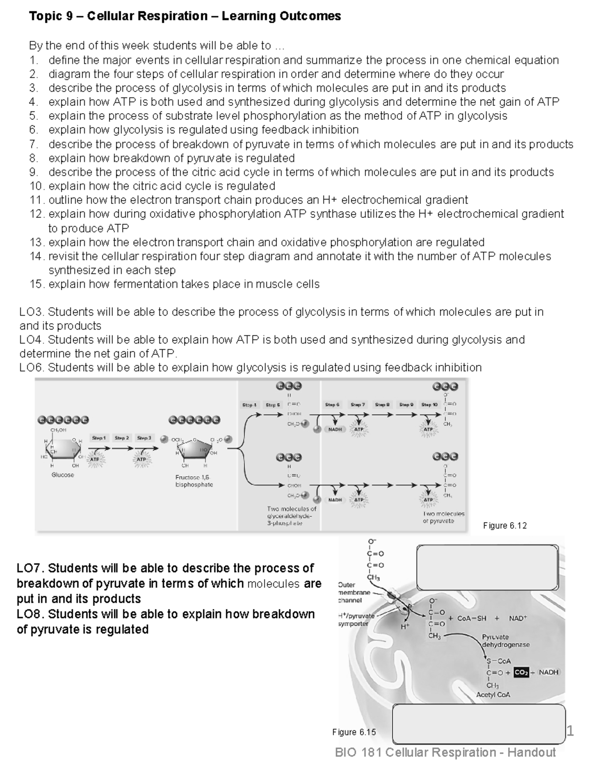Cellular Respiration Handout - BIO 181 Cellular Respiration - Handout 1 ...