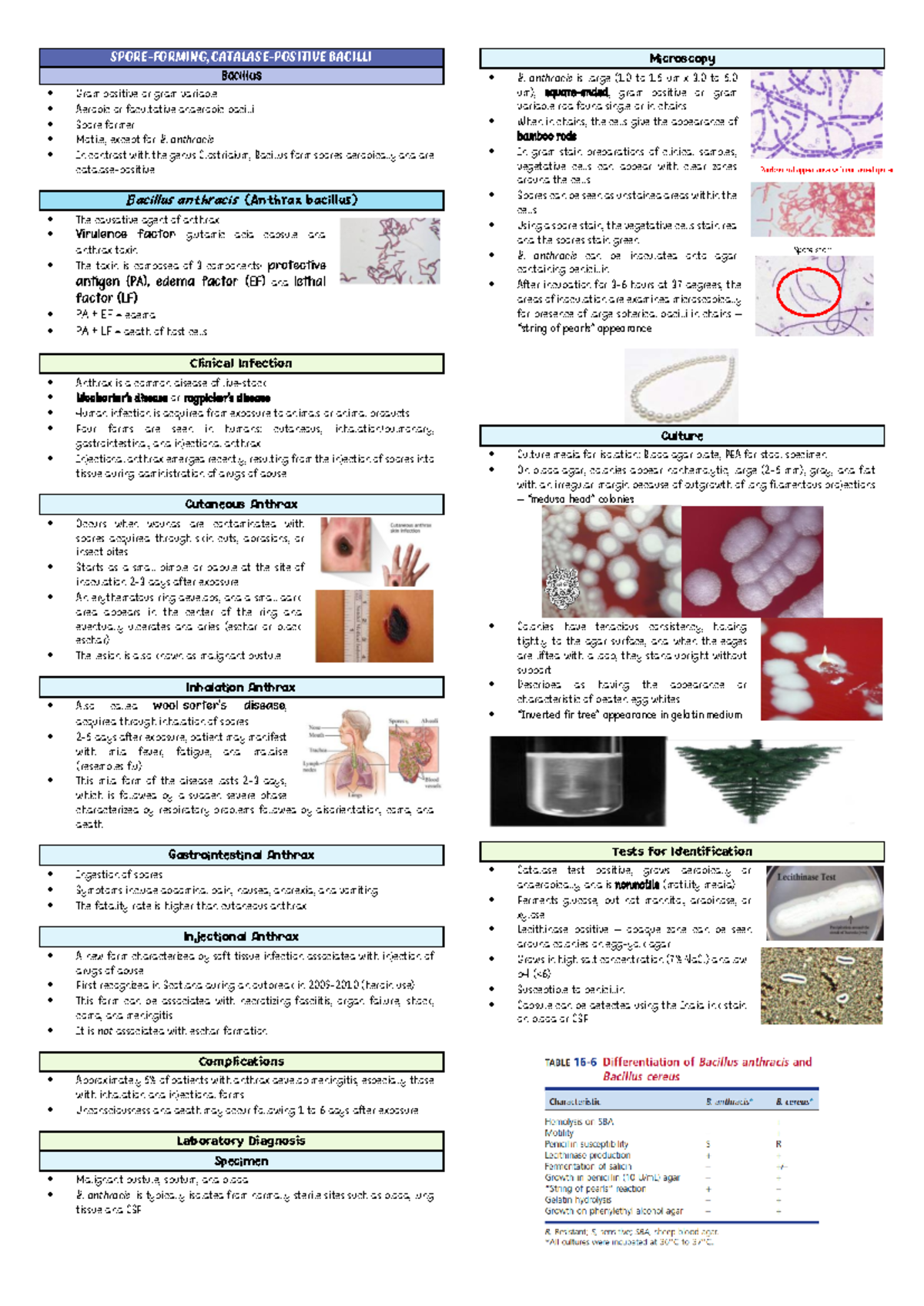 Week 13 - Gram Positive Bacilli: Lecture Notes (BACILLI) - Studocu