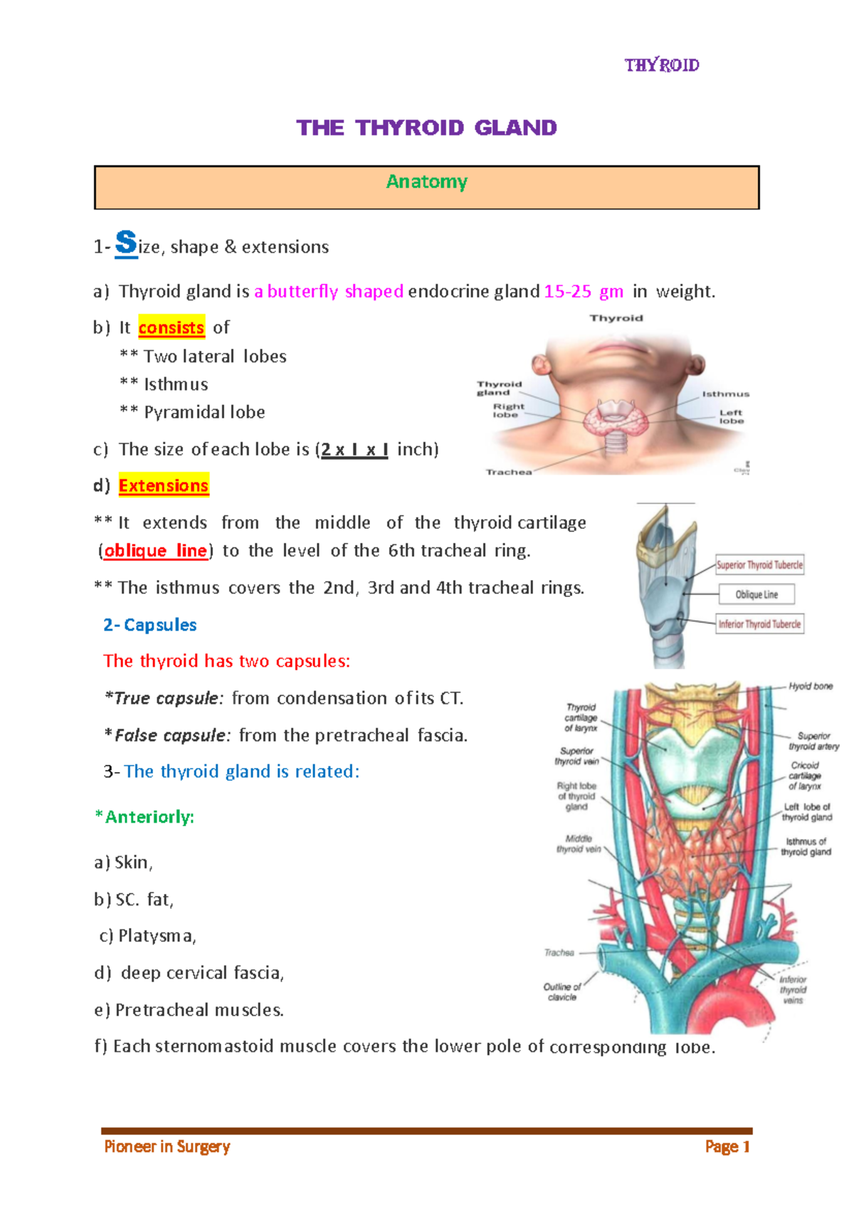 Thyroid Anatomy & Physiology 2023 - Comprehensive Overview Part 1 - Studocu