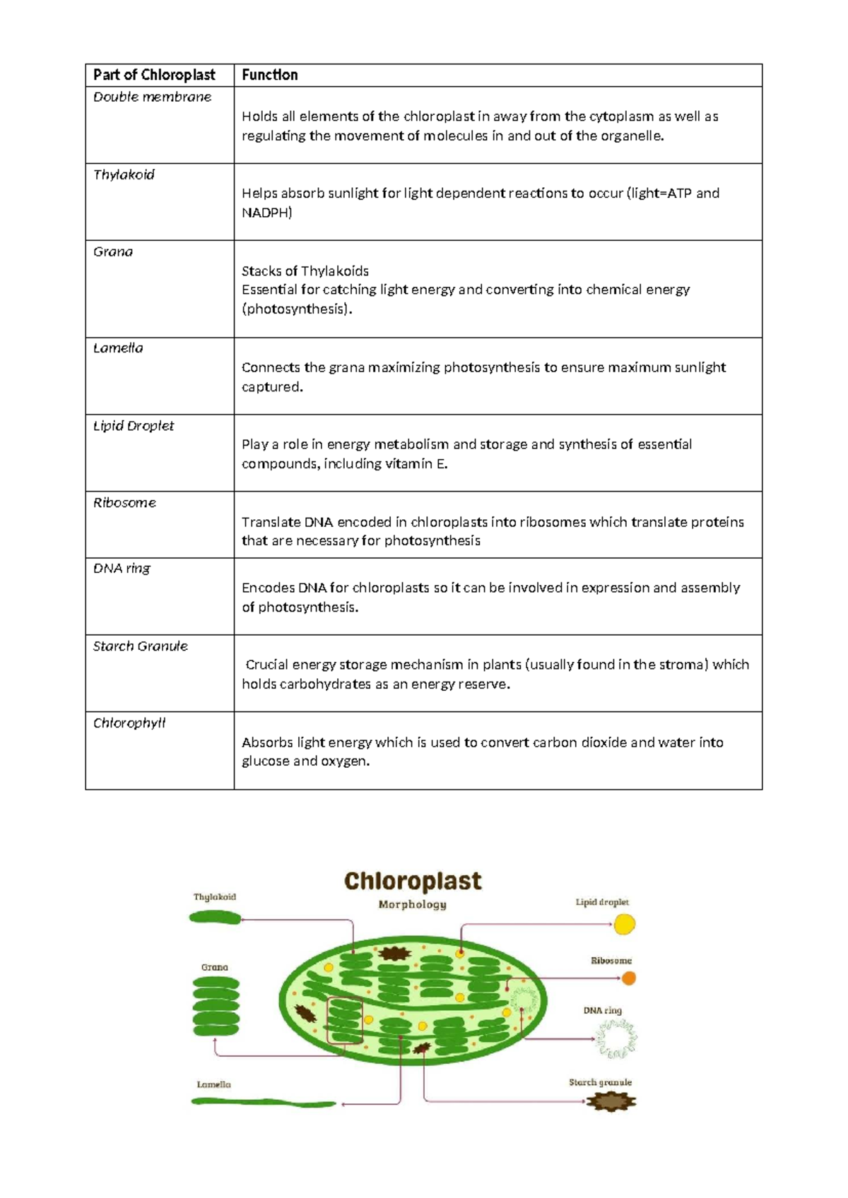 Chloroplast Structure & Function: Thylakoids, Grana, and More - Studocu