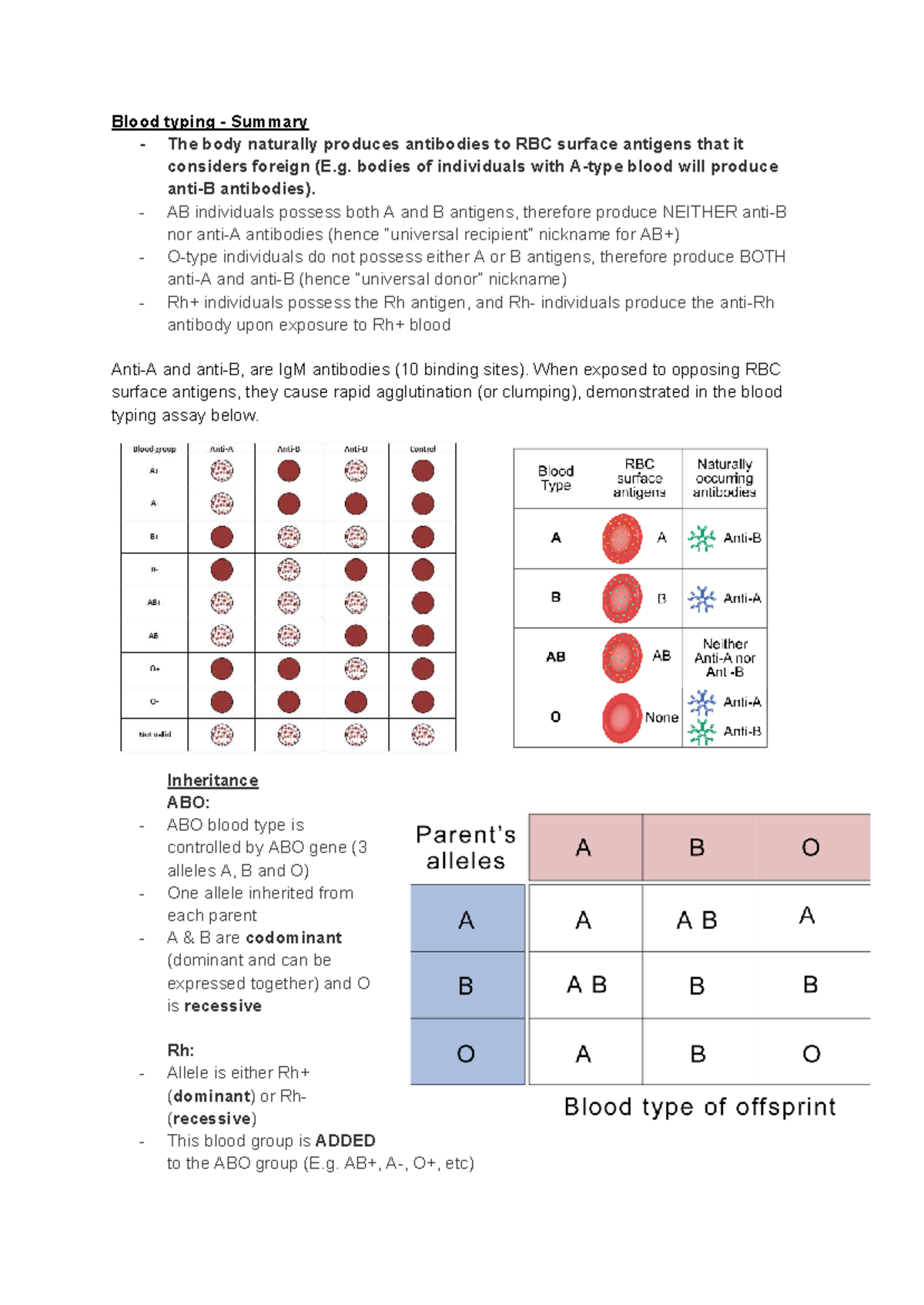 Blood Typing Notes: Understanding ABO and Rh Antigens - Studocu