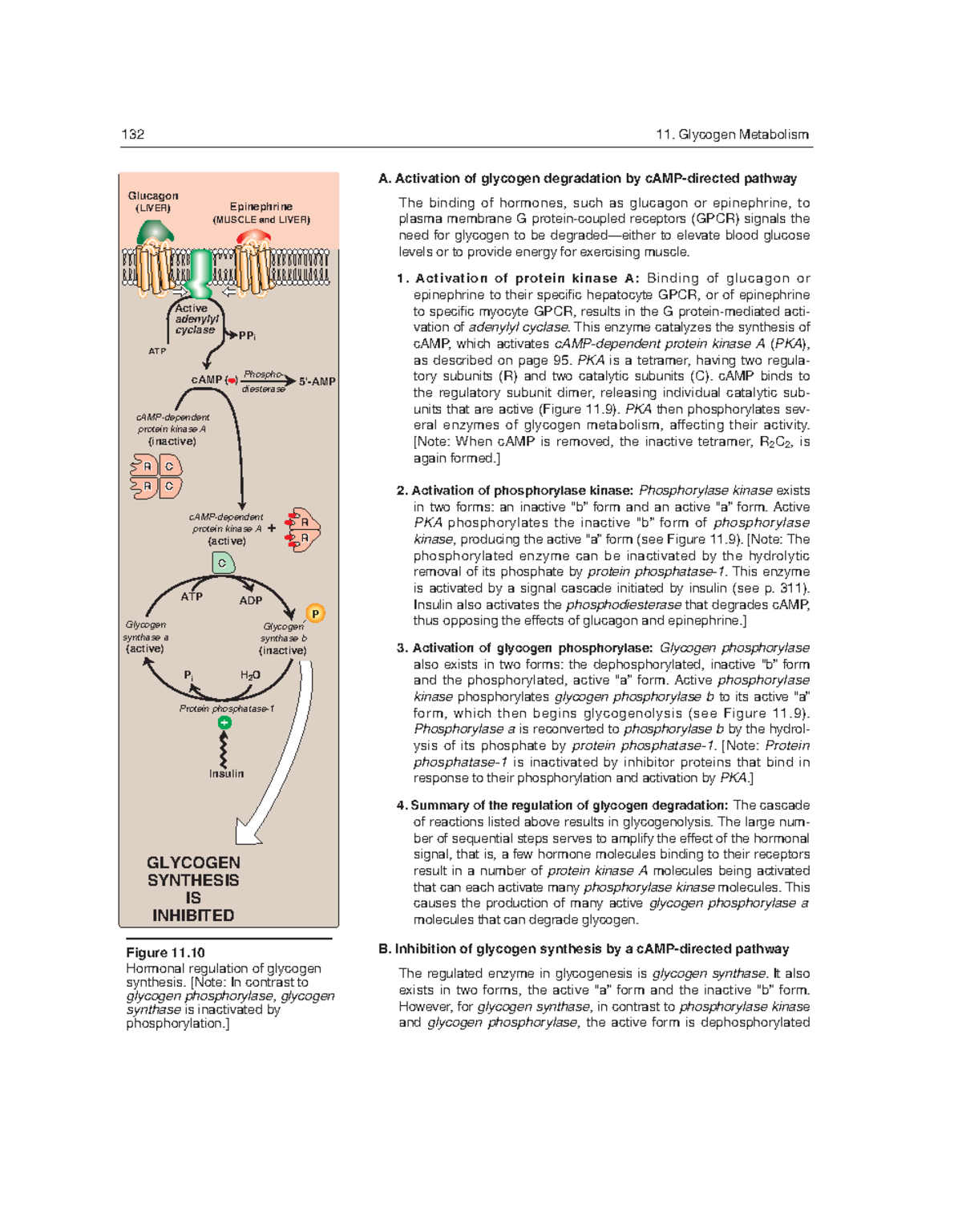 Biochemistry-48 - N/A - A. Activation of glycogen degradation by cAMP ...