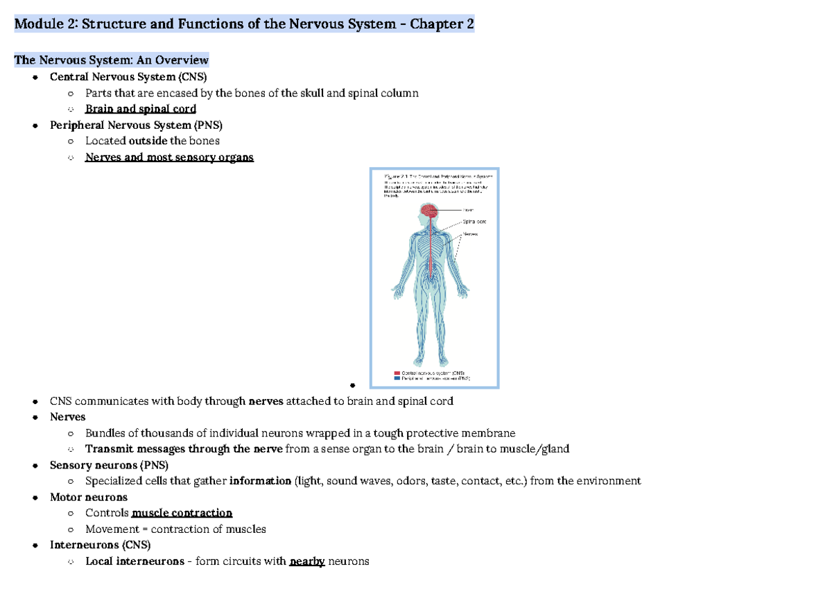 Module 2 - Structure and Function of the Nervous System - ) from the ...