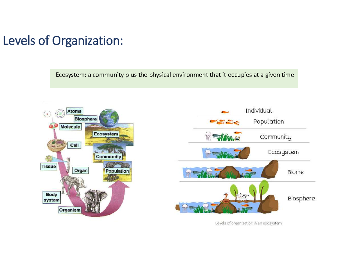 EVS Unit-6 Notes Draft 2 - Levels of Organization: Ecosystem: a ...