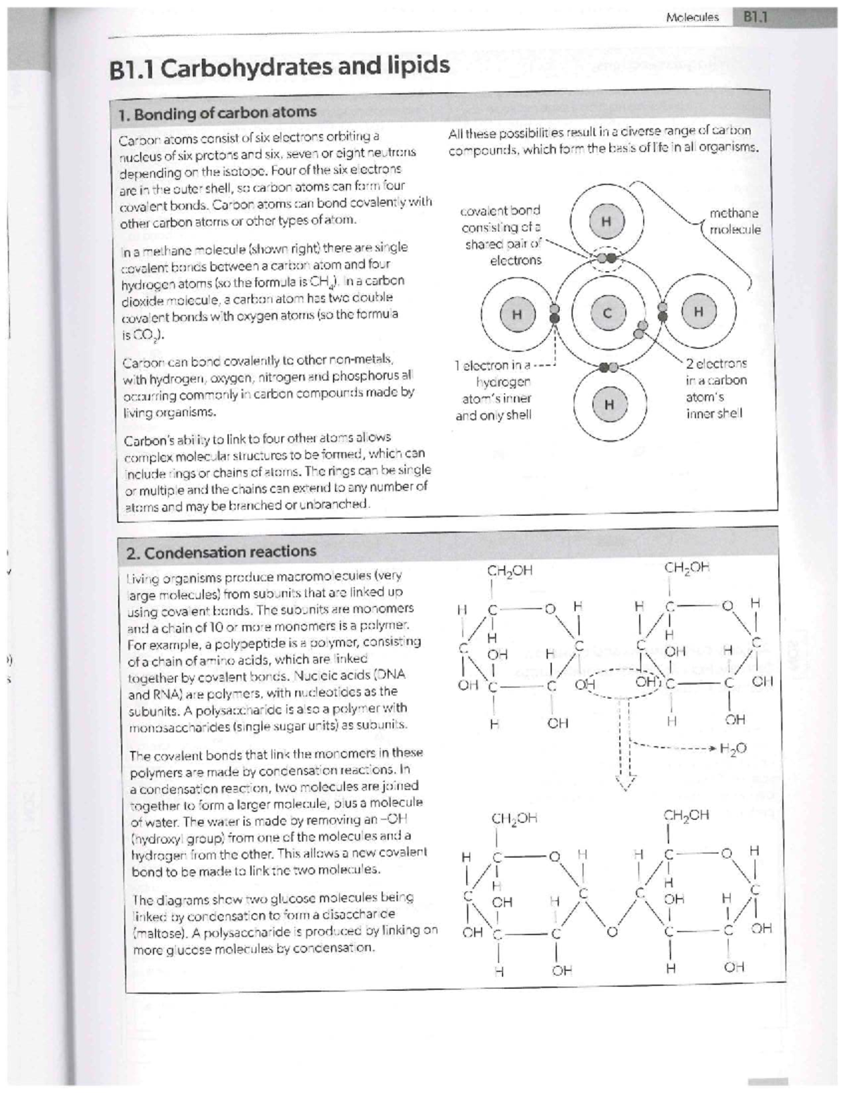 B1.1 Carbohydrates and Lipids Study Guide: Key Concepts and Reactions ...