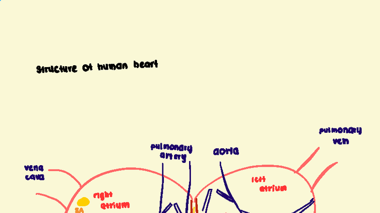 Transport in Human Body: Heart Structure & Blood Flow - Studocu