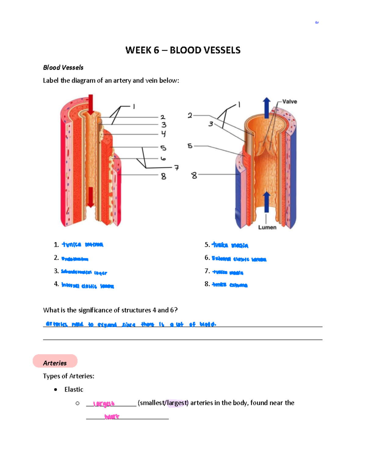Week 6 Blood Vessels Worksheet: Arteries, Veins, and Capillaries - Studocu