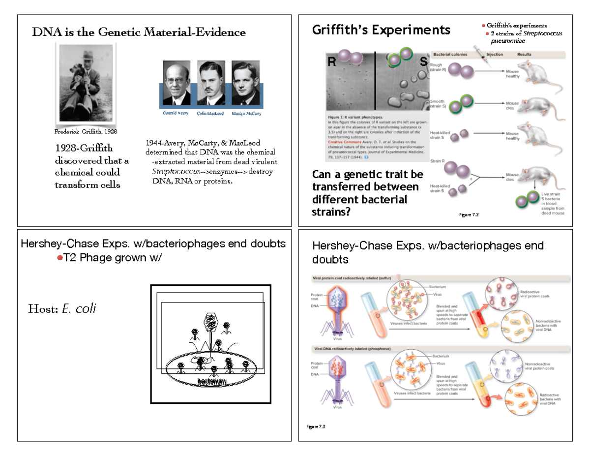 DNA Replication and Mutations: Key Concepts and Mechanisms (BIO2023 ...