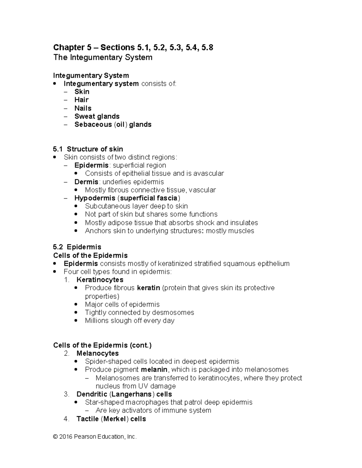 Chapter 5: Integumentary System Overview and Key Concepts - Studocu