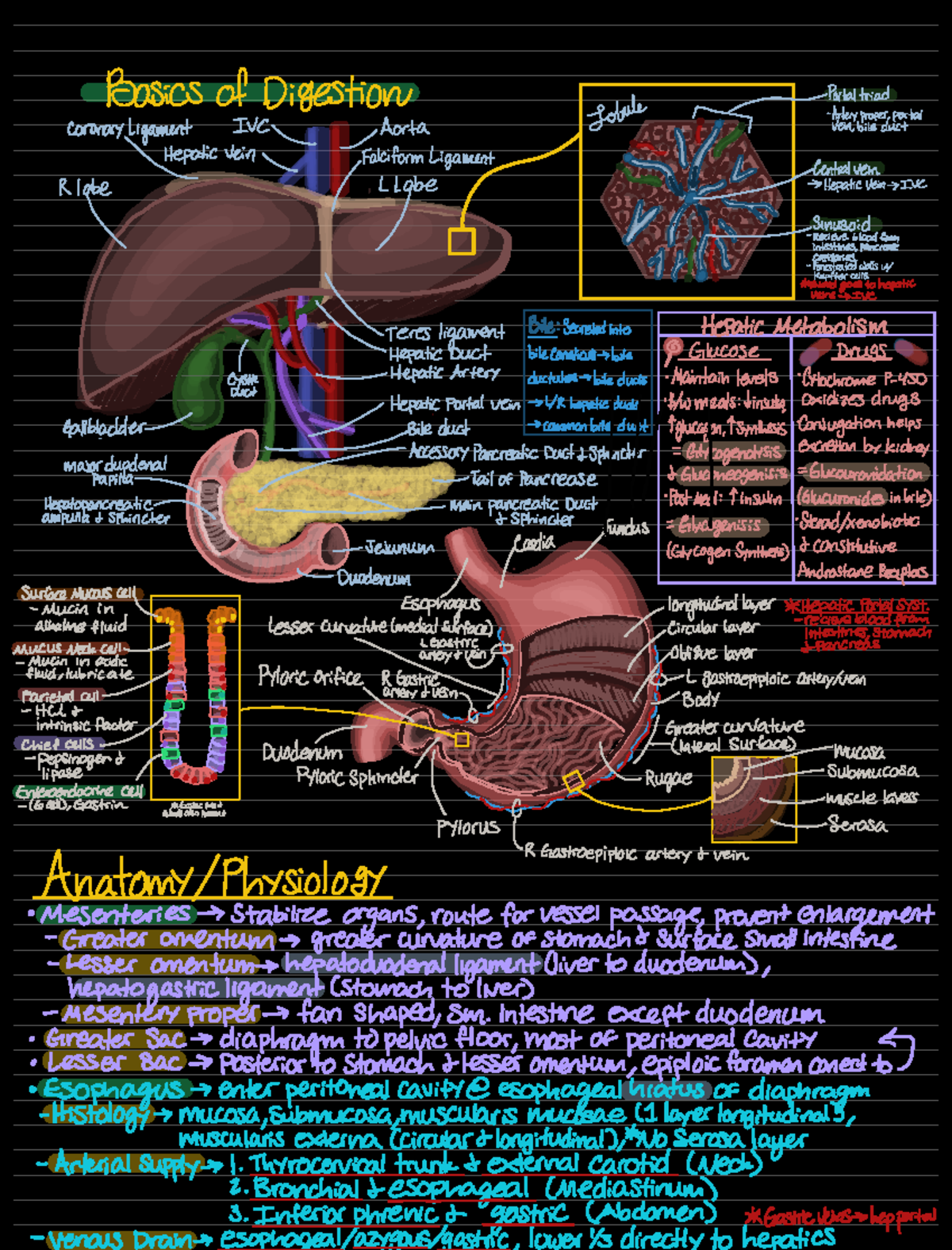 GI Anatomy & Physiology: Basics of Digestion and Metabolism - Studocu