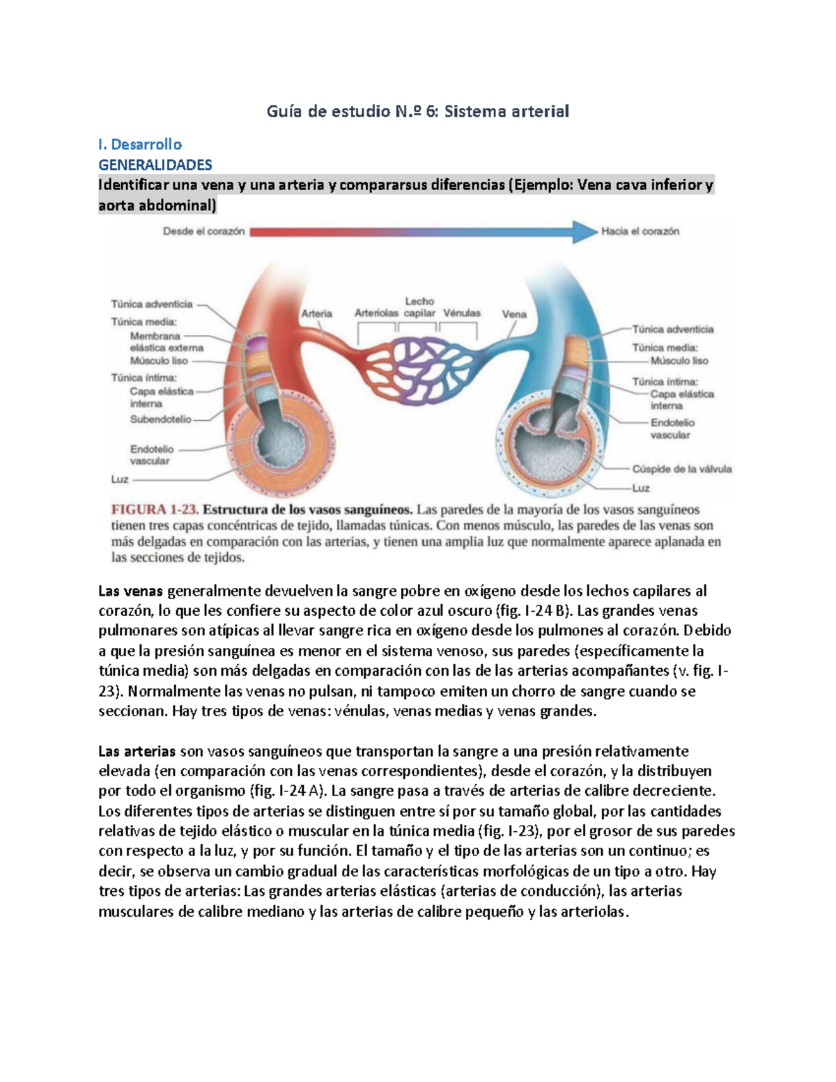 Guía de estudio N.º 6: Sistema Arterial I - Anatomía y Funciones - Studocu