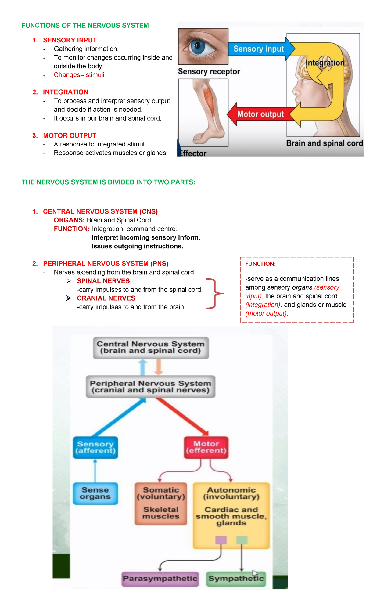 Functions of the Nervous System: Overview and Classification - Studocu
