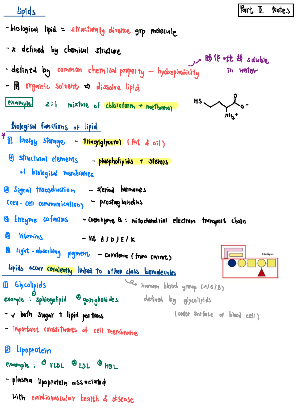 BIOC 2580 Final Exam Notes - Lipids, Carbohydrates, and DNA Metabolism ...