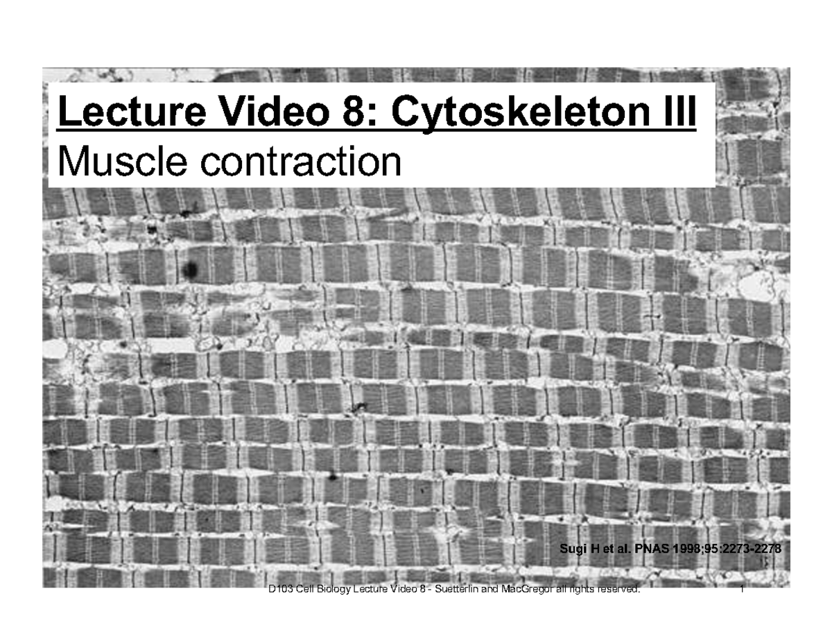 D103 Cell Biology Lecture Video 8: Mechanisms of Muscle Contraction ...