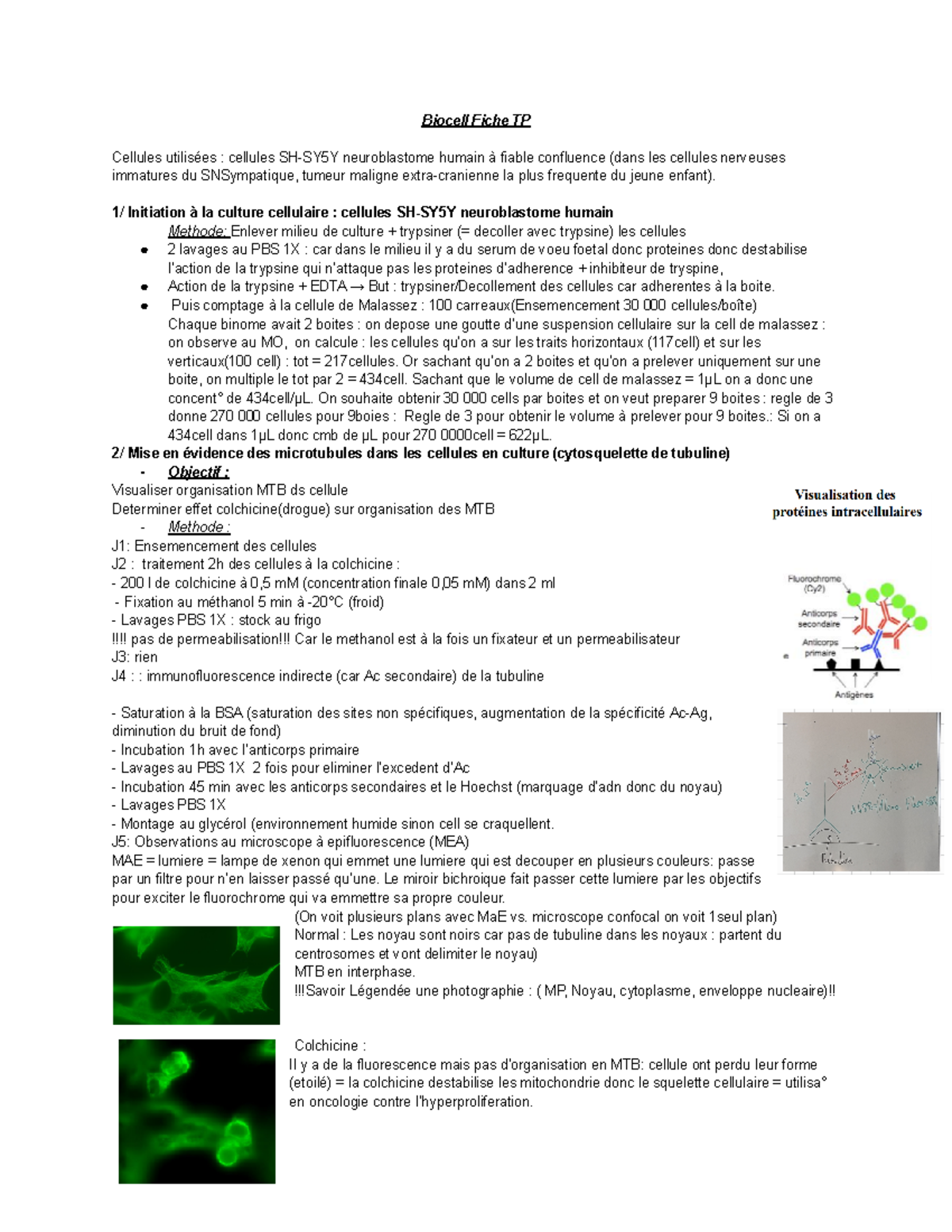 TP Biocell: Culture des Cellules SH-SY5Y et Immunohistochimie Ki67 ...