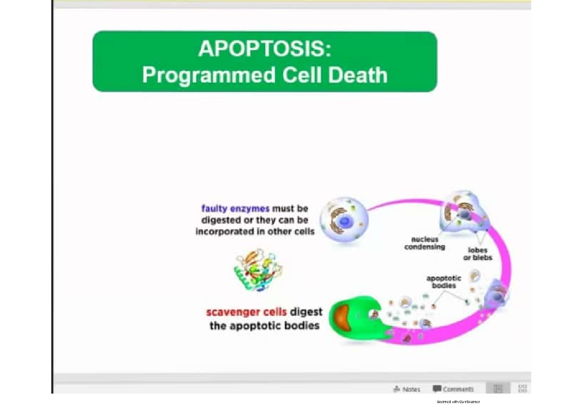 Apoptosis - APOPTOSIS: Programmed Cell Death faulty enzymes must be ...