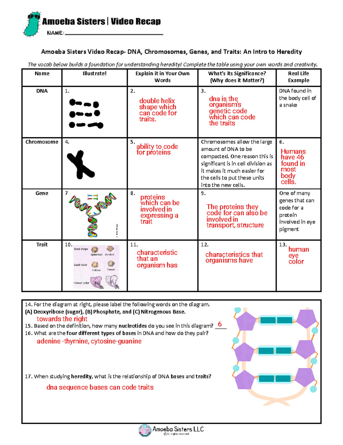 Amoeba Sisters Video Recap: DNA, Chromosomes & Traits - Notes for Class ...