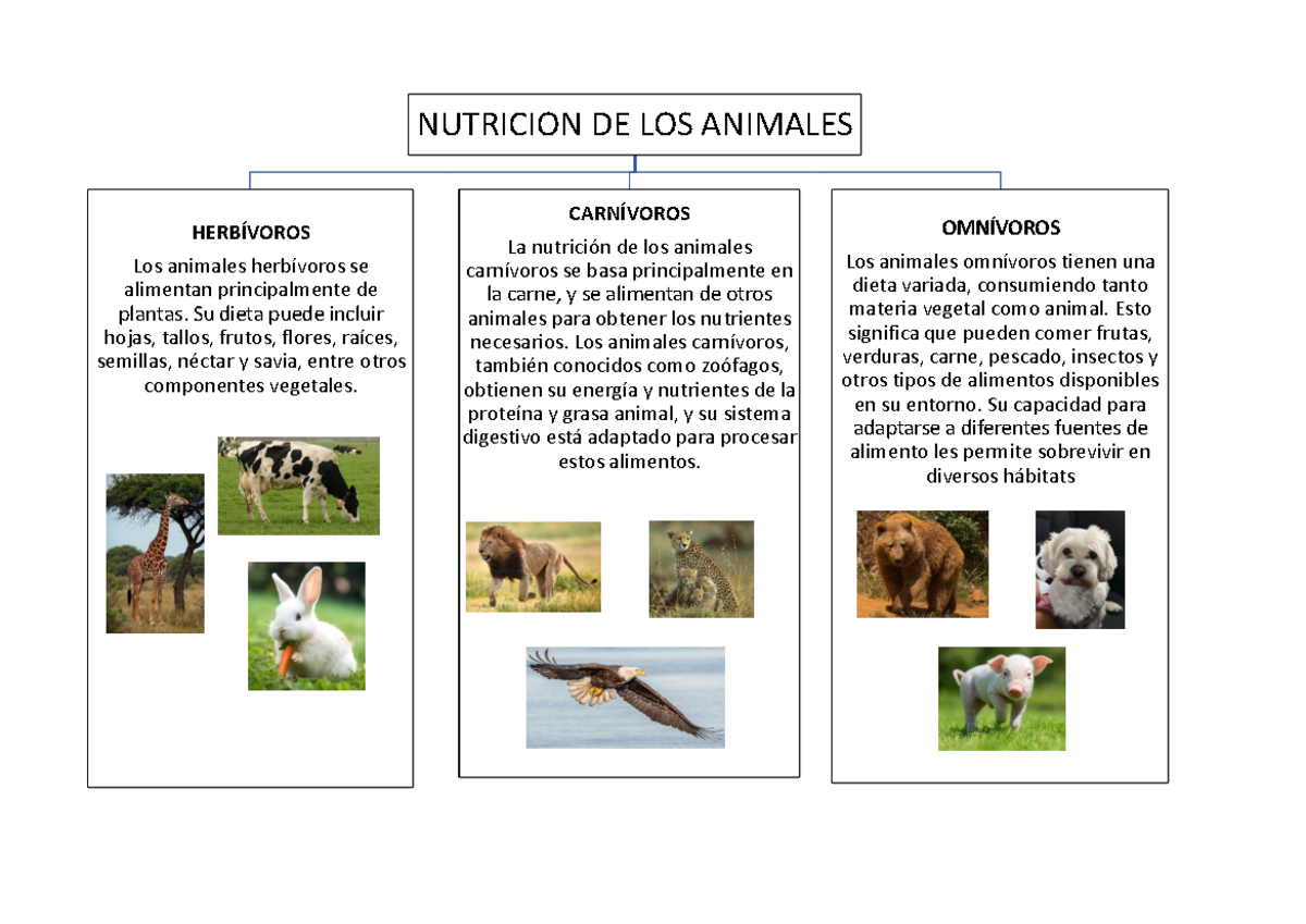 NUTRICIÓN DE ANIMALES: HERBÍVOROS, CARNÍVOROS Y OMNÍVOROS - APUNTES ...