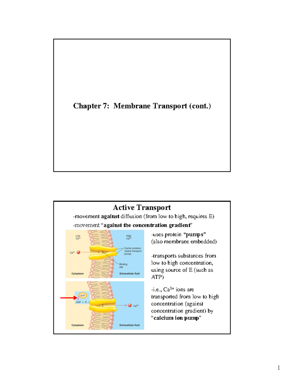 Chapter 7: Membrane Transport - Active Transport and Bulk Transport ...