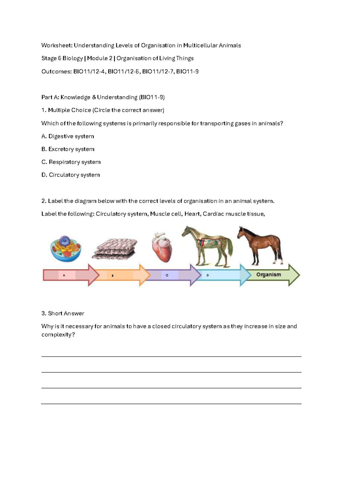 Stage 6 Biology: Organisation Levels in Multicellular Animals Worksheet ...