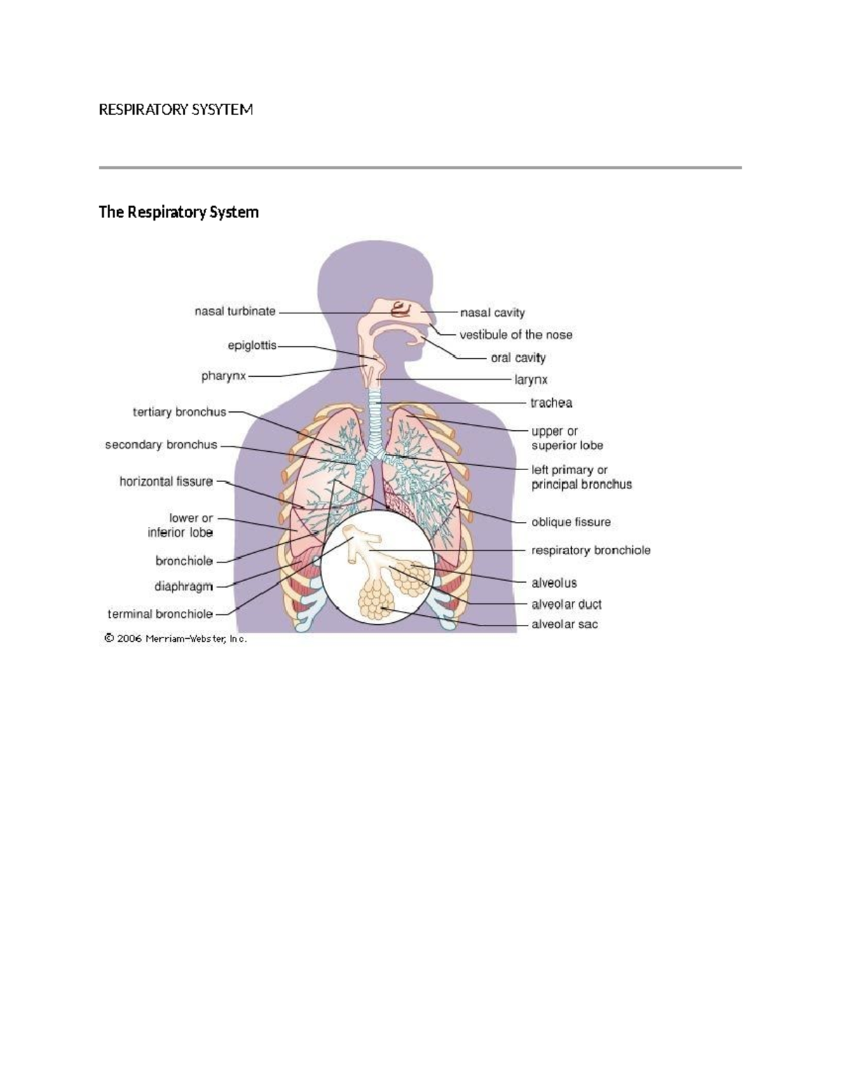 BIO 101: Respiratory & Cardiovascular Systems Overview - Studocu