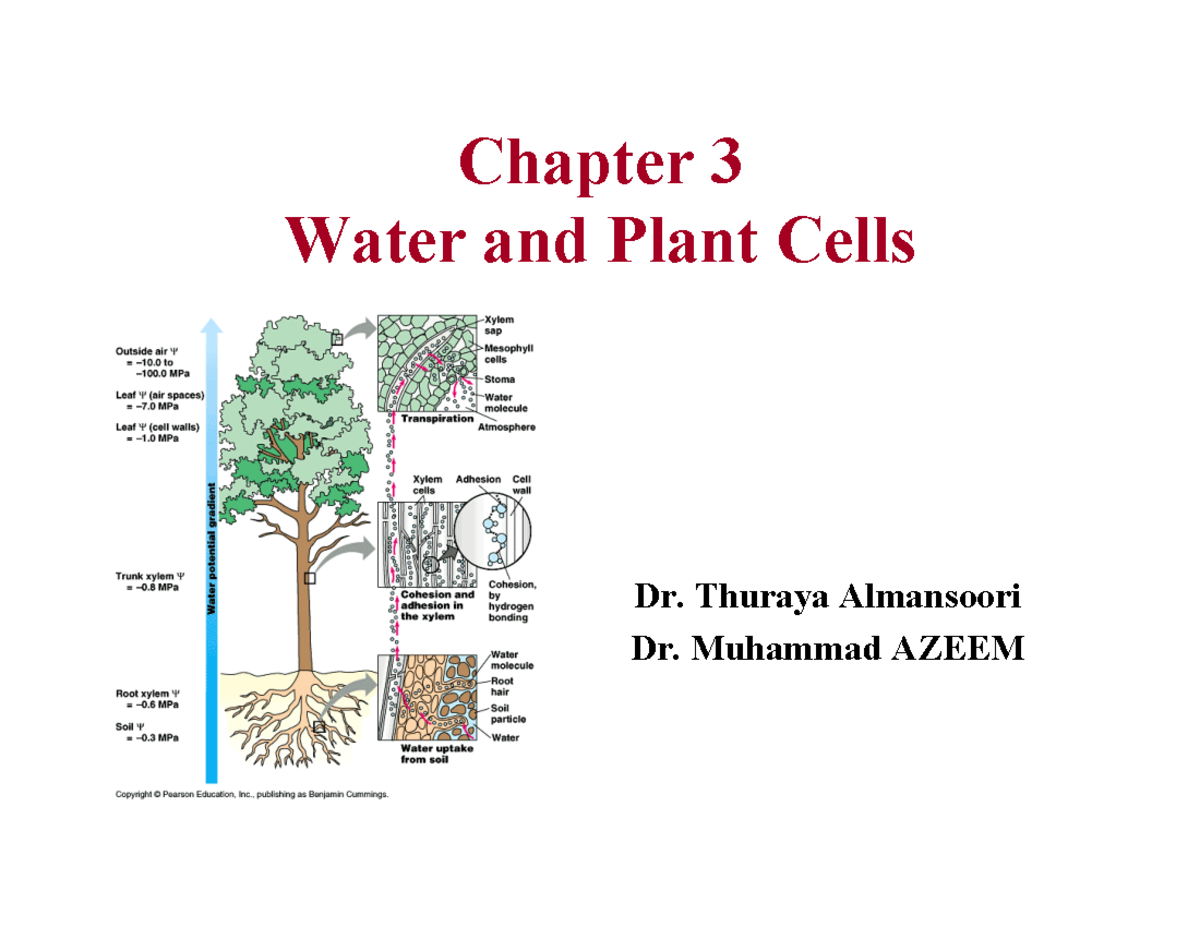 Biols 320 Chapter 3a - dr slides - Chapter 3 Water and Plant Cells Dr ...