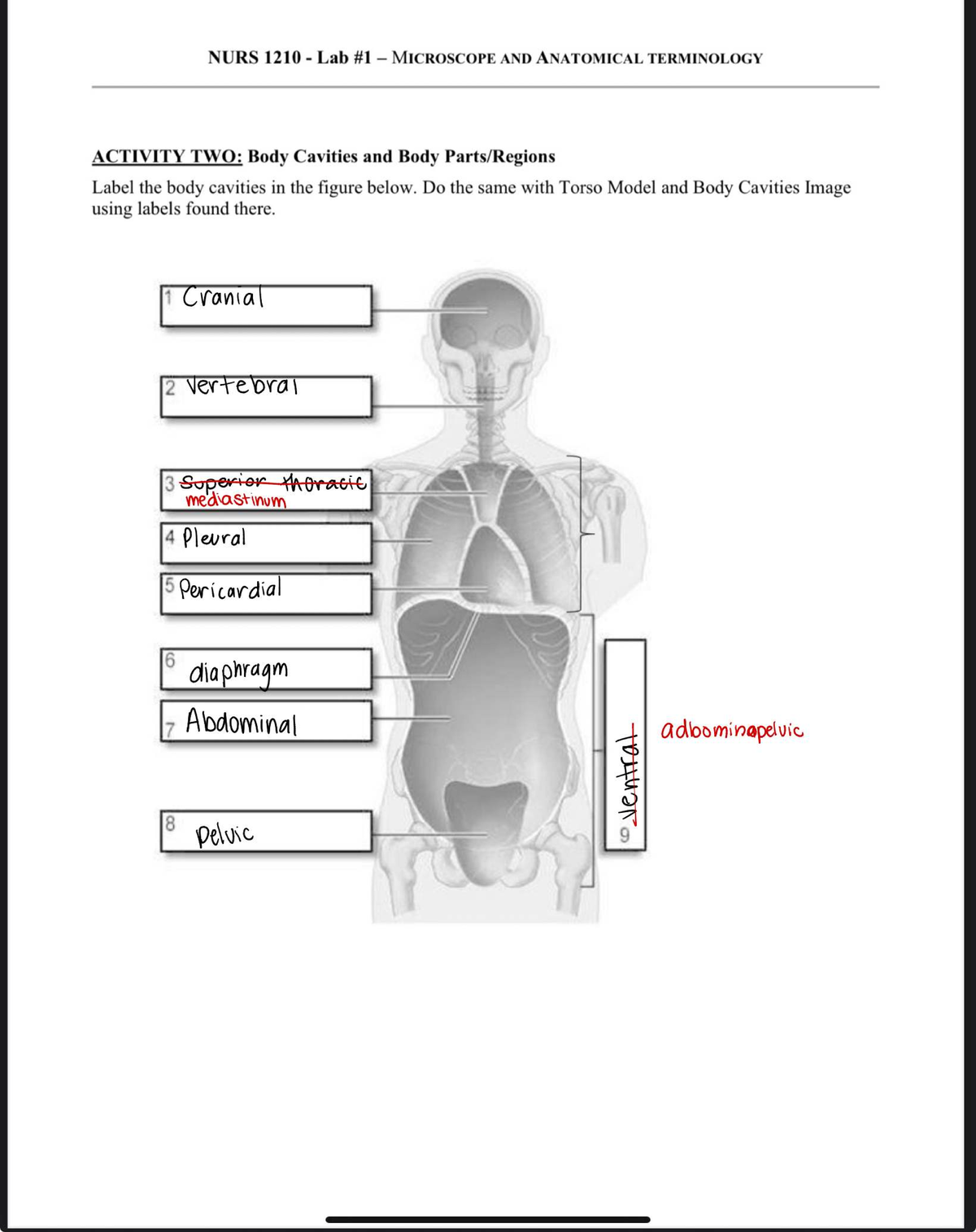 NURS 1210 Lab: Body Cavities and Anatomical Terminology Activity - Studocu