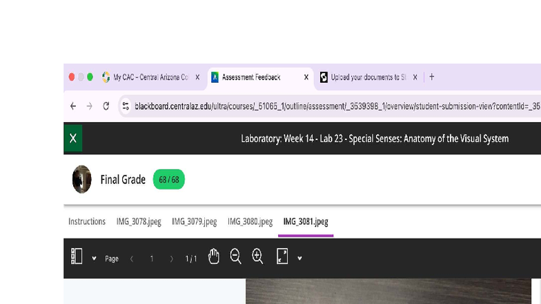 CAC K362 Week 14 Lab 23: Anatomy of the Visual System Review - Studocu
