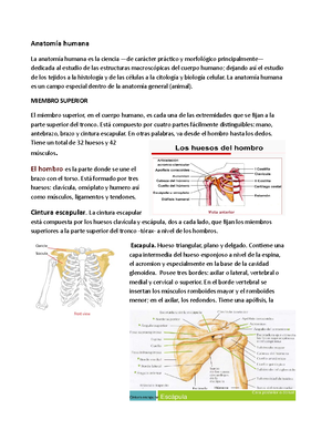 Lesiones - Hemorrágicas (pupuras, petequias, víbices, equimosis) causas ...