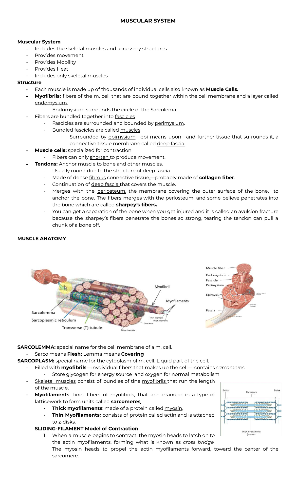 MUSC 101: Comprehensive Overview of the Muscular System Anatomy - Studocu