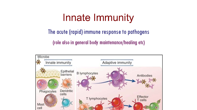 MMED 2935 W2: Innate Immunity and Acute Immune Responses - Studocu