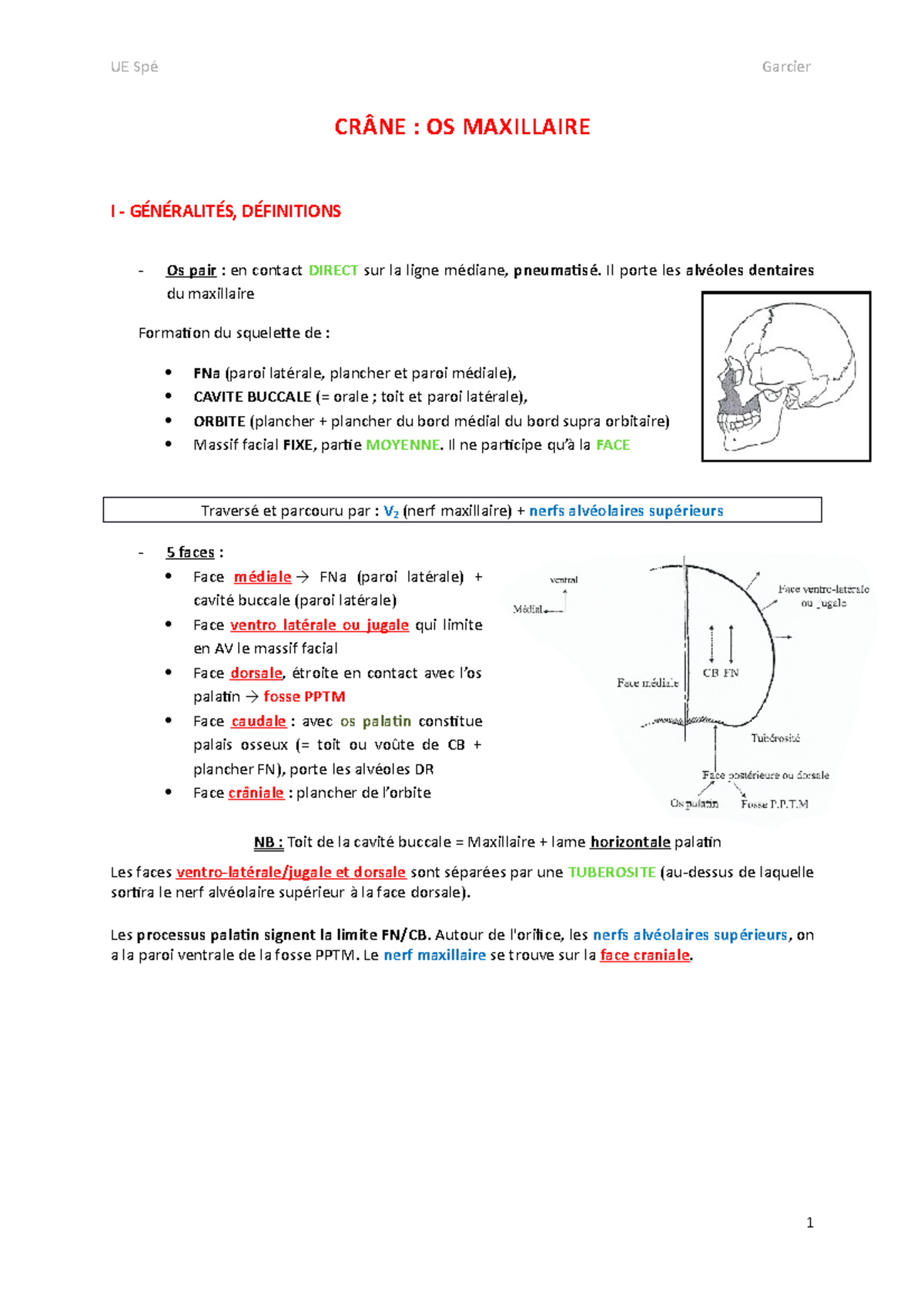 ANATOMIE DU CRÂNE : OS MAXILLAIRE EN DÉTAILS BIOLOGIQUES - Studocu