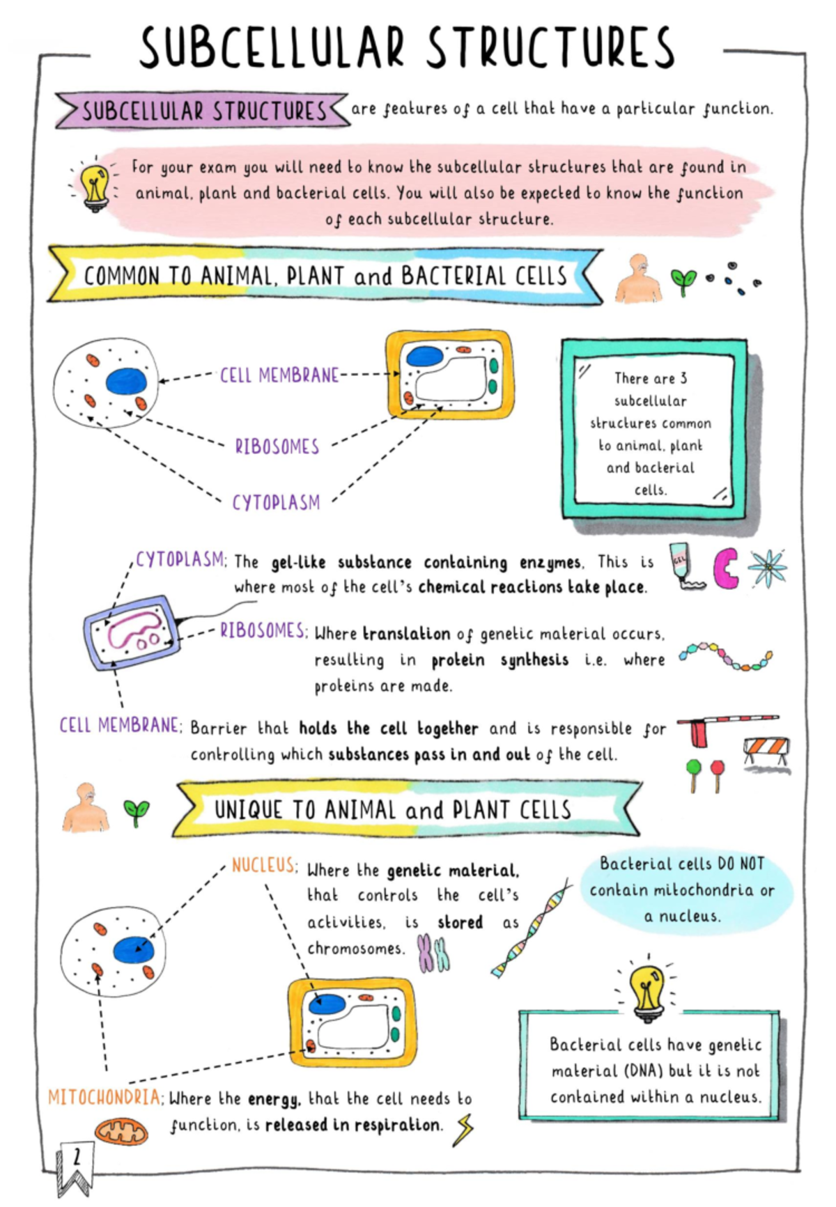 Ap bio subcellular structure - SUBCELLULAR STRUCTURES SUBCELLULAR ...
