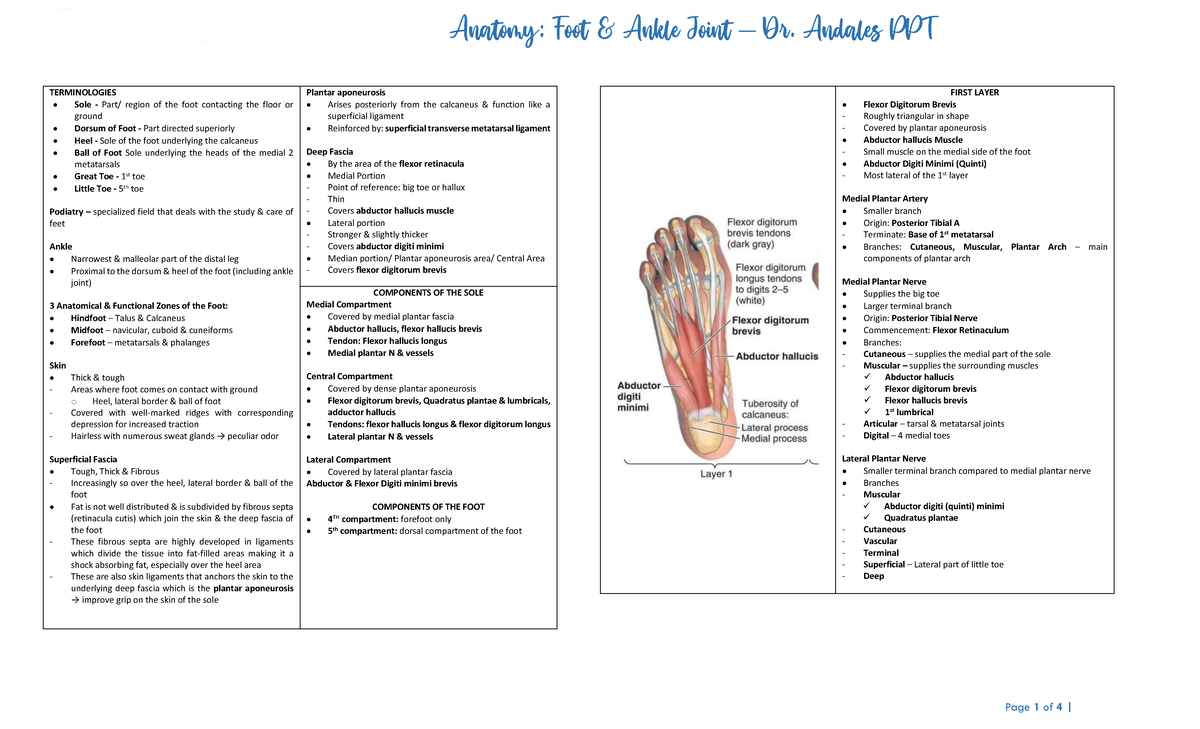 Anatomy: Foot and ankle joint overview - Dr. Andales PPT - Studocu