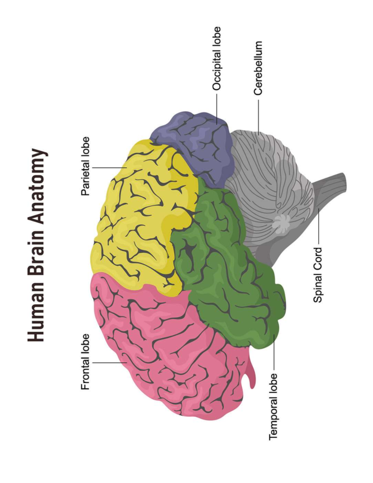 Brain lobes anatomy - 01:146:295 - Human Brain Anatomy Frontal lobe ...