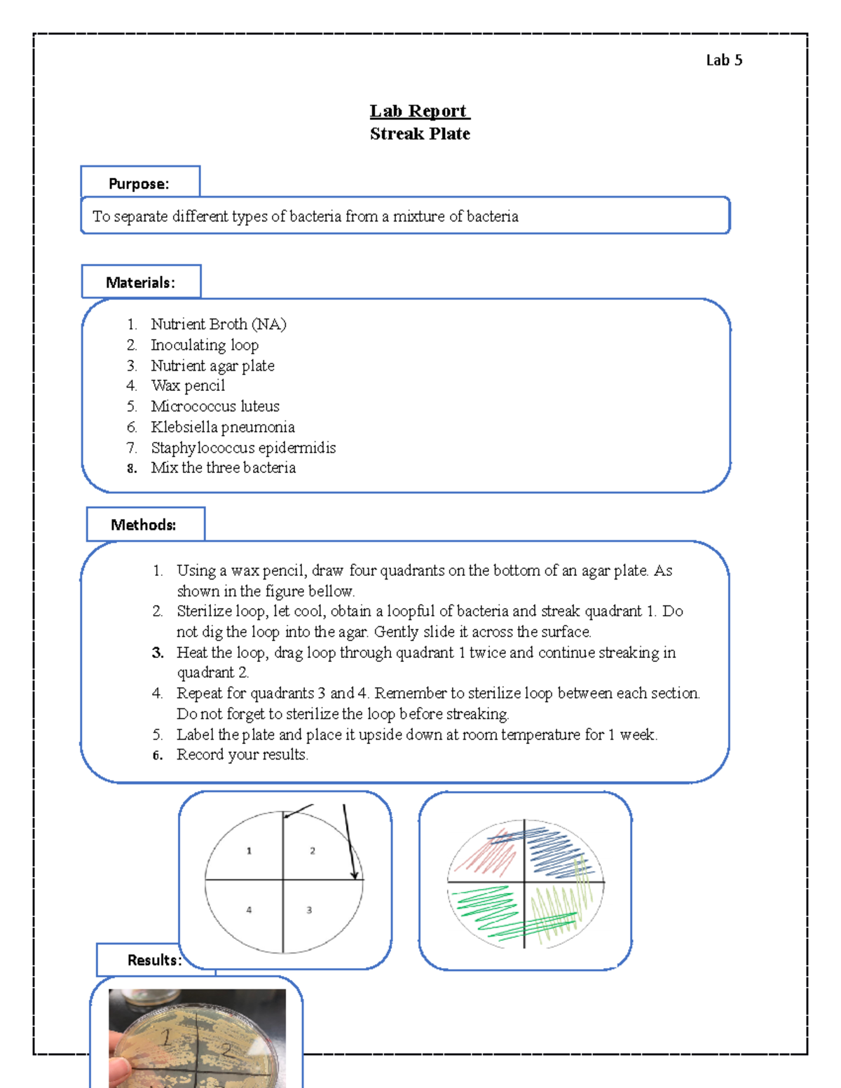 Lab Report for Lab 5: Streak Plate Bacterial Separation Techniques ...