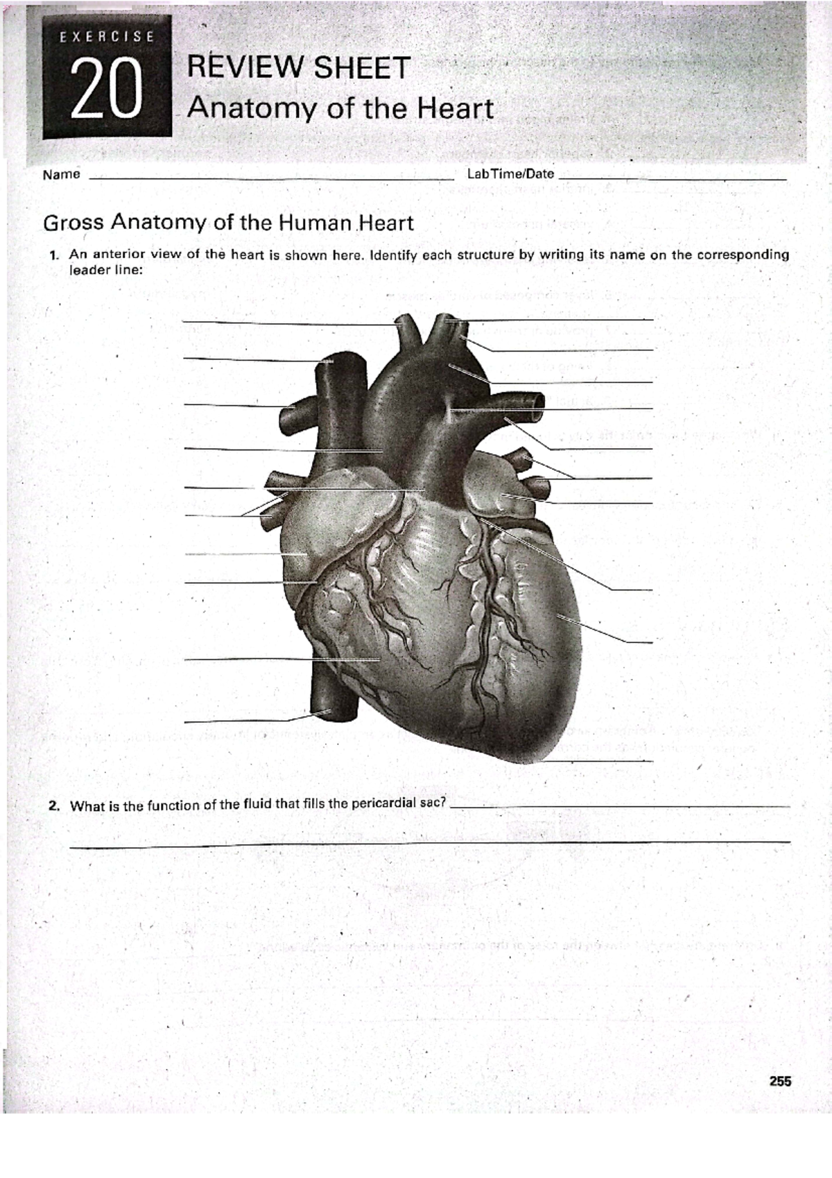 LAB Manual Anaphy: Heart and Blood Vessels Rev. Sheets 20 & 21 - Studocu
