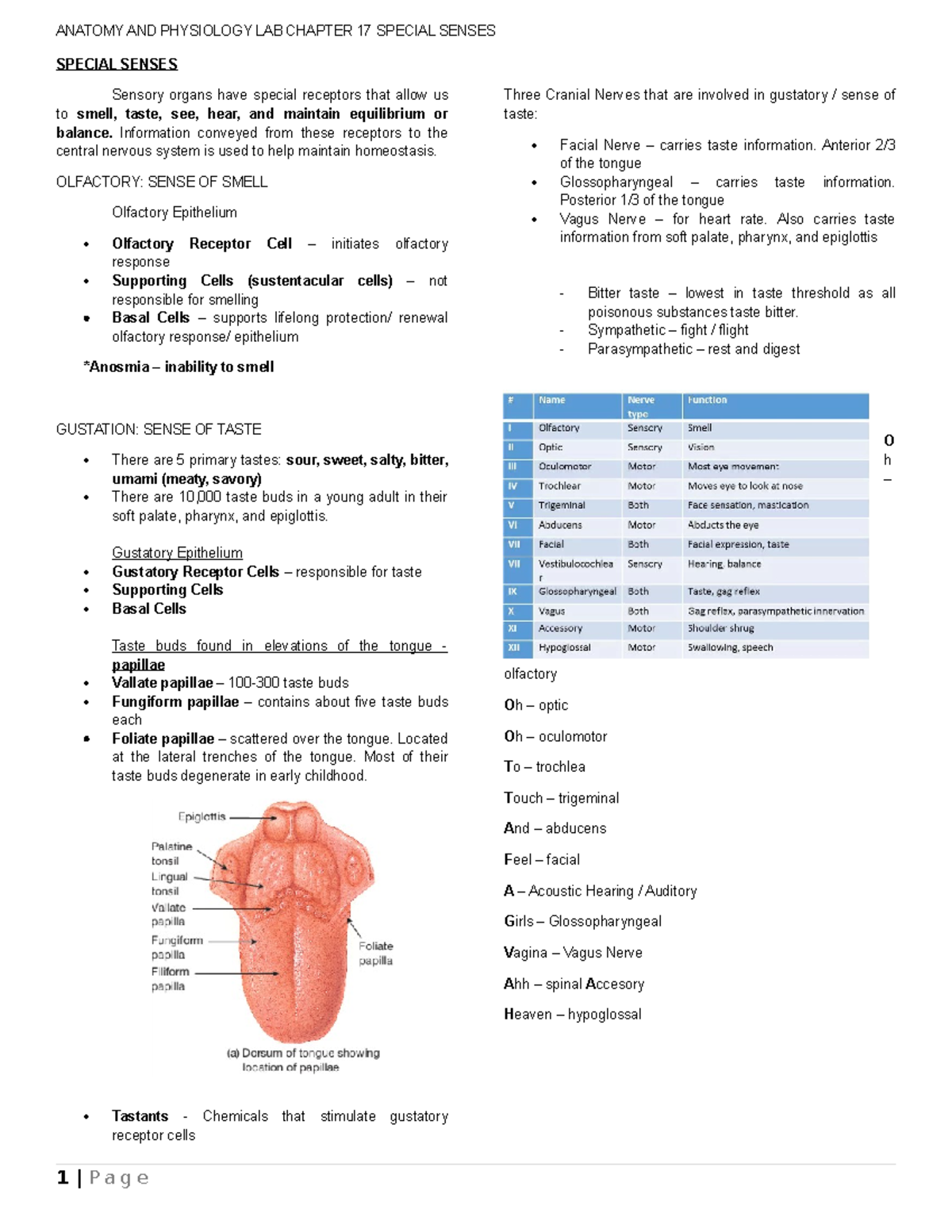 Chapter 17 Special Senses - ANATOMY AND PHYSIOLOGY LAB CHAPTER 17 ...