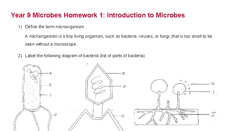Year 9 Microbes Homework 1: Intro to Microorganisms and Bacteria - Studocu