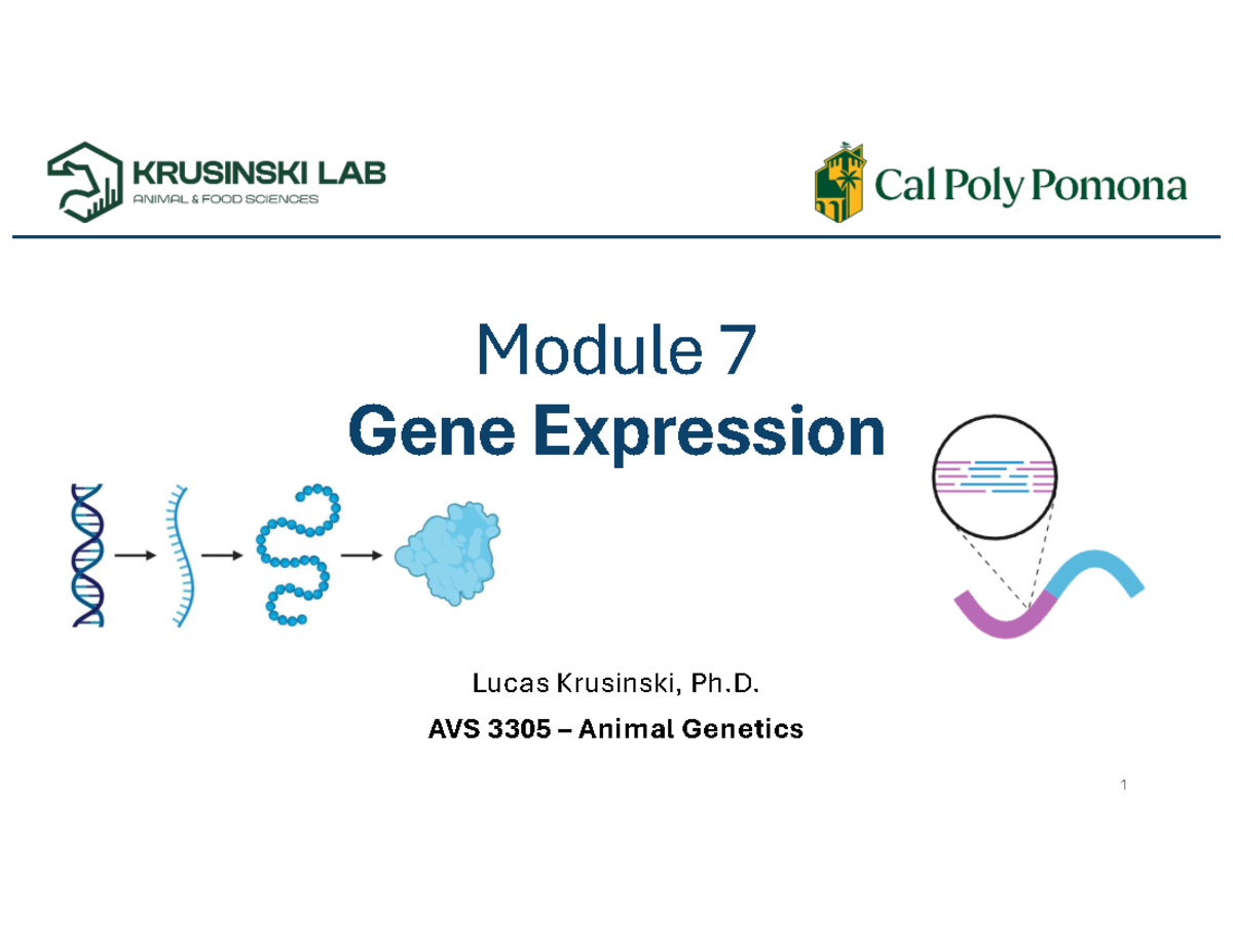 Gene Expression and Protein Synthesis: AVS 3305 Lecture Notes - Studocu