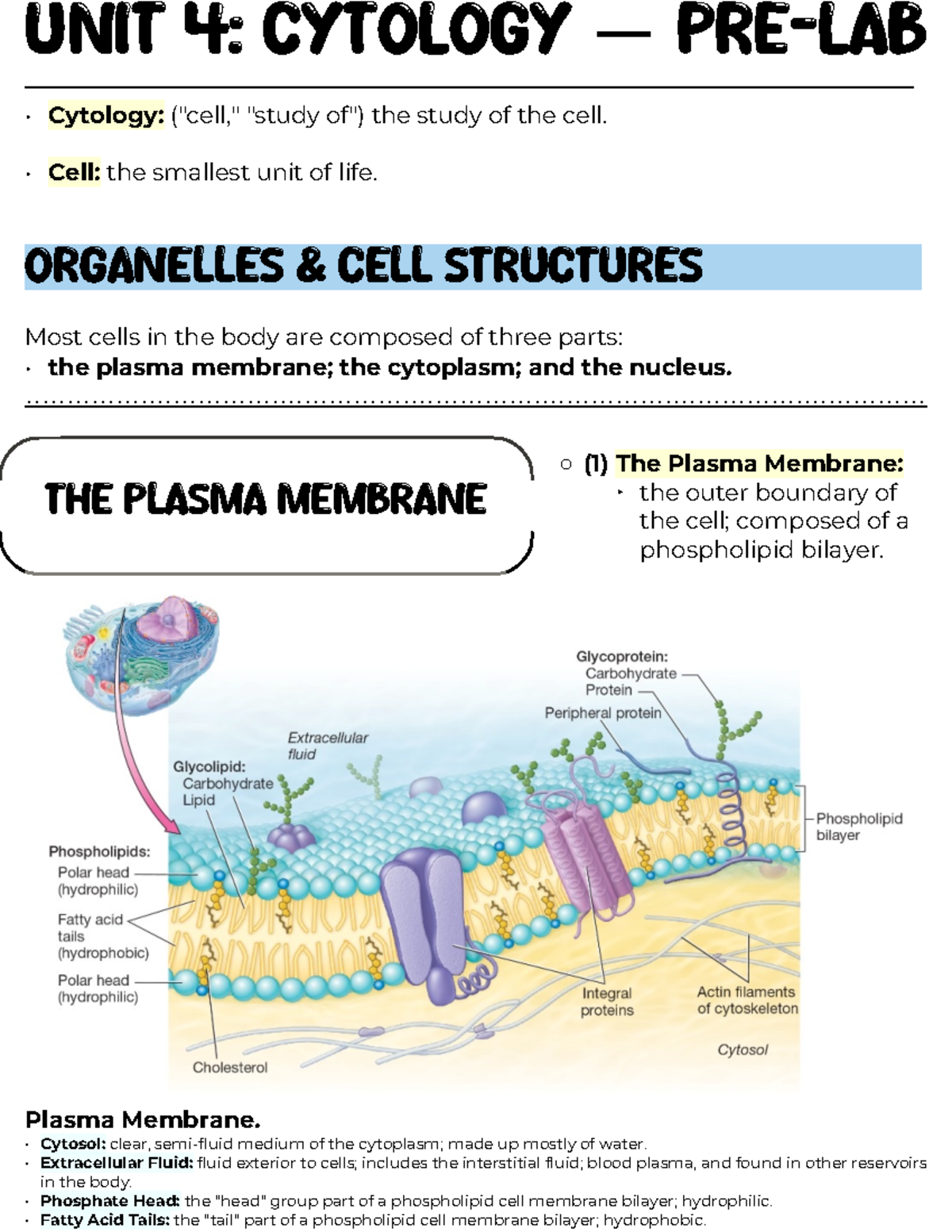 Unit 4 Cytology: Organelles, Membrane Transport & Mitosis - A&P - Studocu