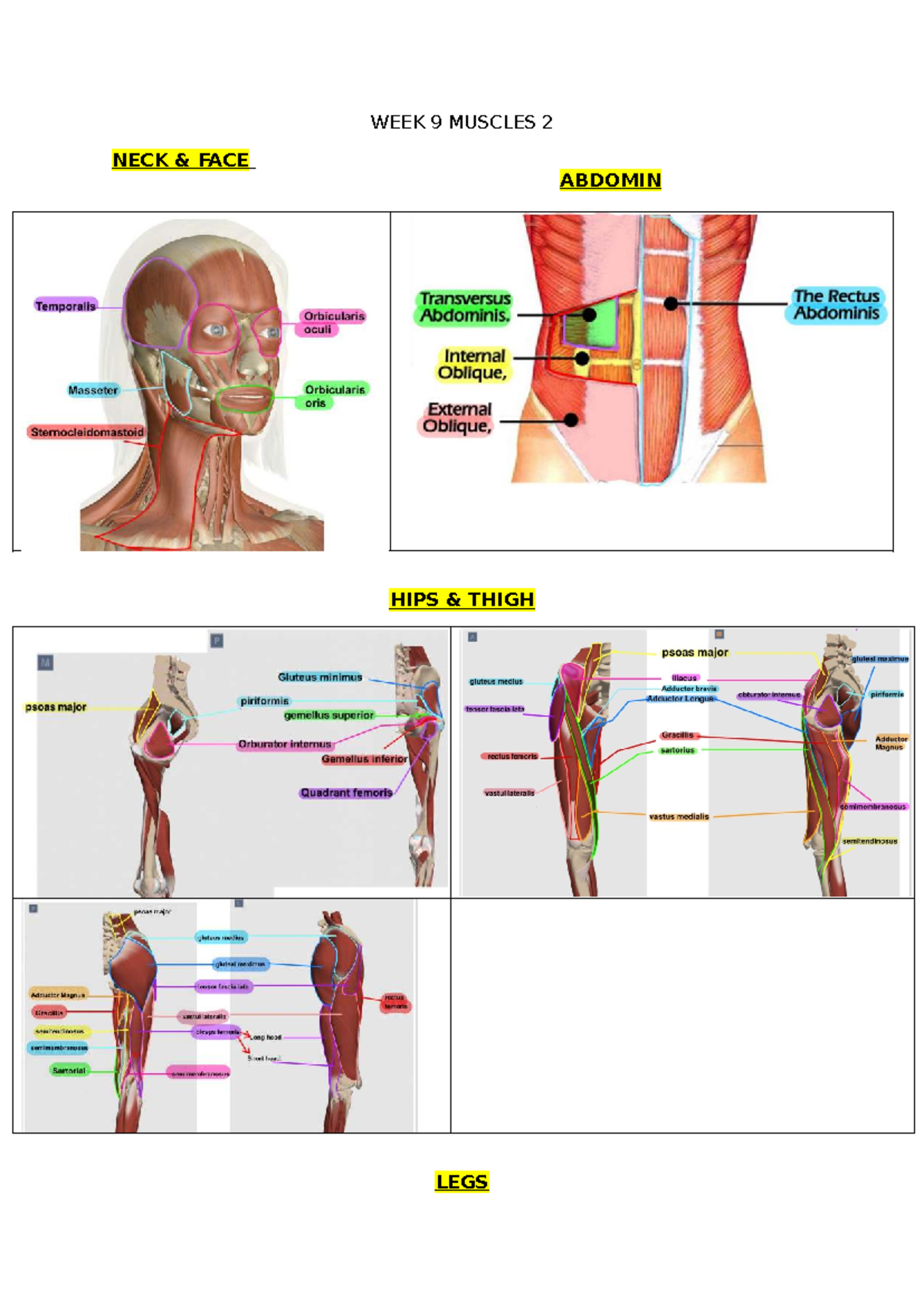 Every Practicle - Summary of all anatomy covered - BMS171 - WEEK 9 ...