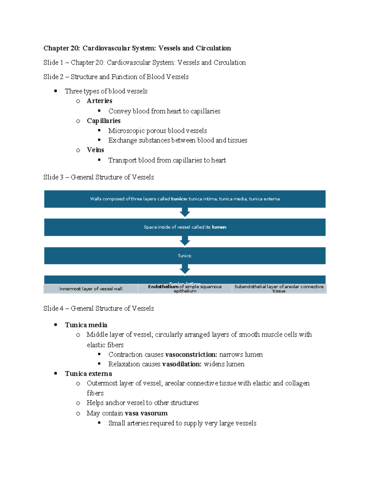 Cardiovascular System: Vessels and Circulation Notes (BIO 101) - Studocu
