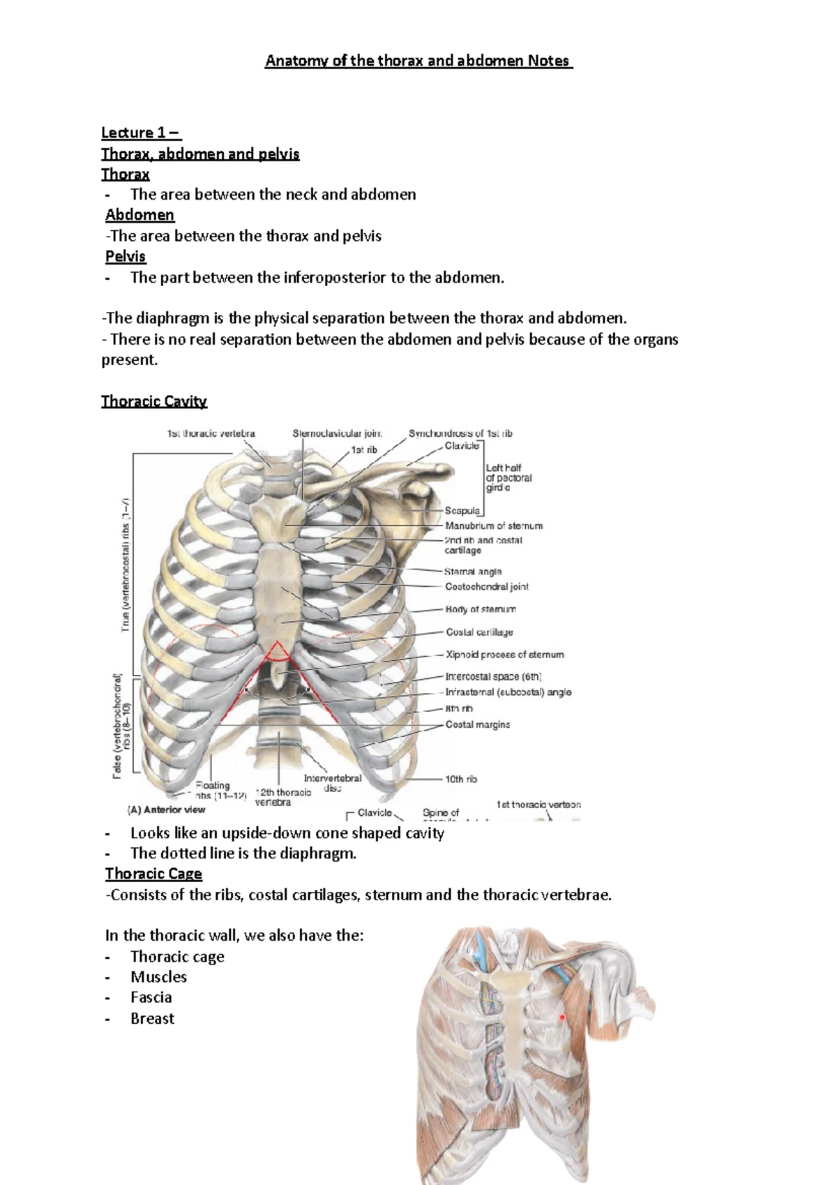 1 Osteology - VETERINARY GROSS ANATOMY- I INTRODUCTION Anatomy is a ...