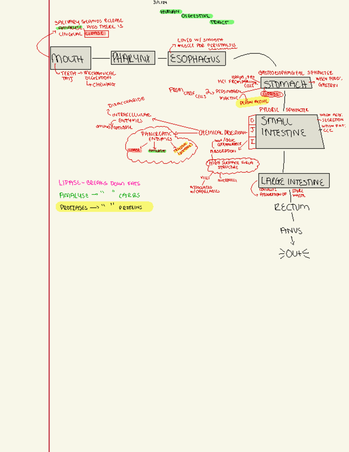 Bio 1107 - Human Salivary Glands & Digestive System Notes - Studocu